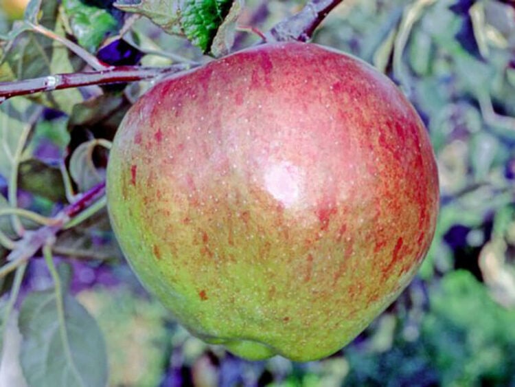 26 Different Types of Apples to Discover for Every Taste