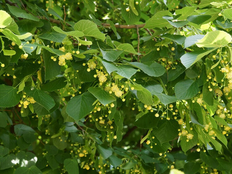 22 Types of Limes to Discover