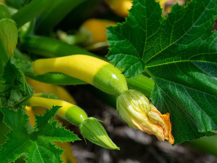15 Different Types of Zucchini to Try: Discover Delicious Varieties in 2024