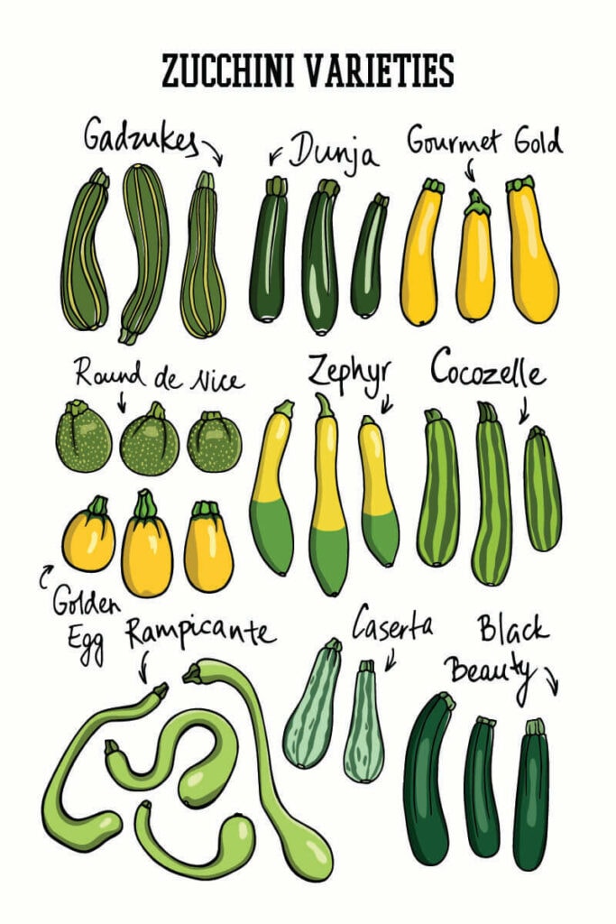 15 Different Types of Zucchini to Try: Discover Delicious Varieties in 2024