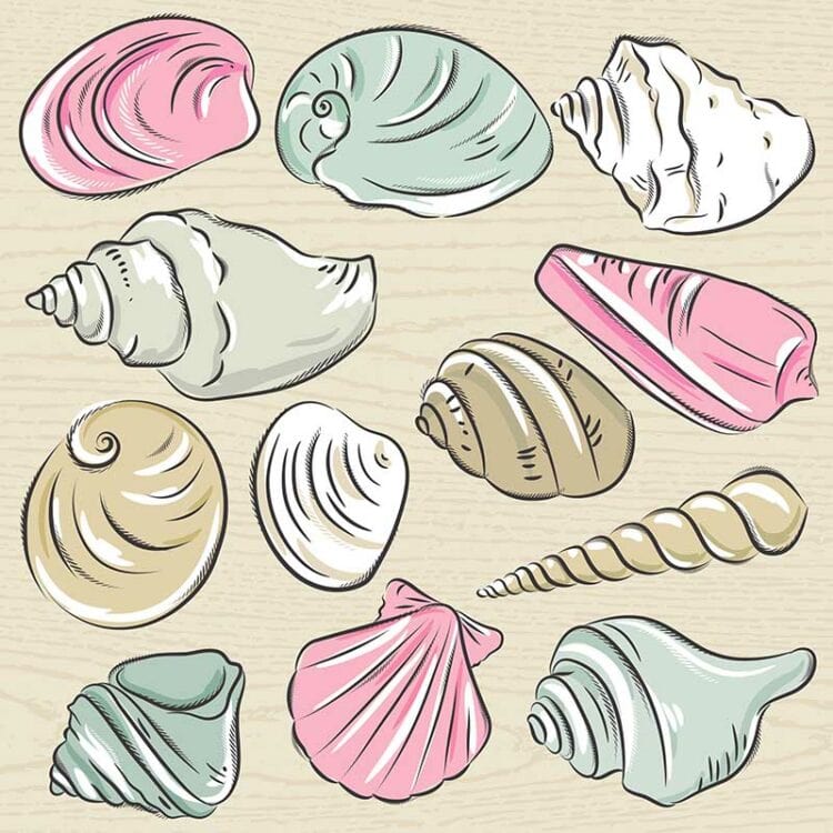A Complete Guide to 15 Clam Varieties