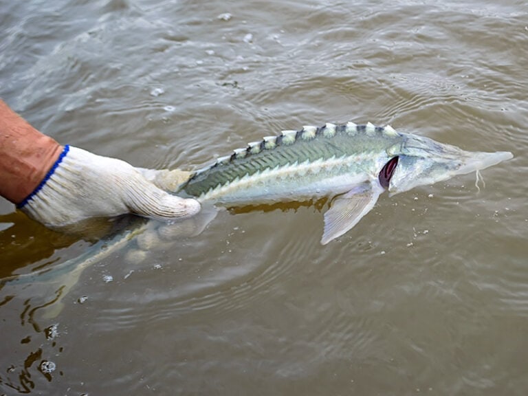 19 Luxurious Caviar Types for the Gourmet