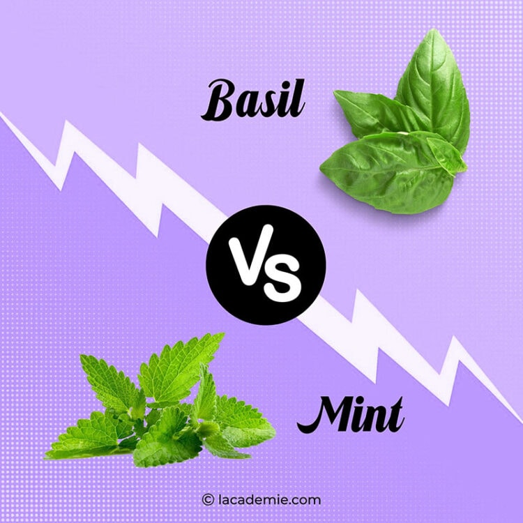 Basil vs. Mint – Key Differences and Uses