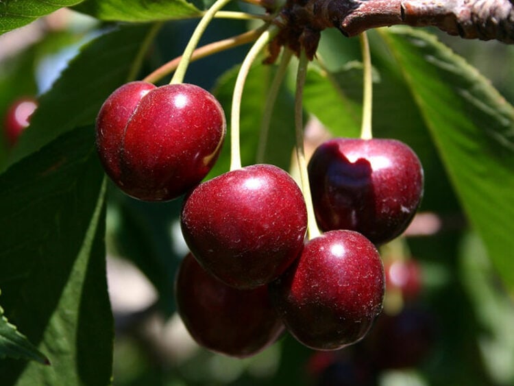30 Cherry Varieties: A Comprehensive Guide