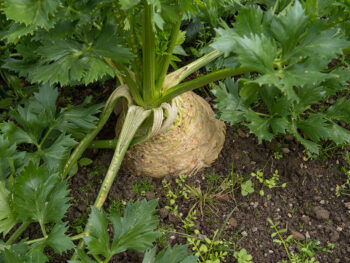 15 Celery Varieties: Detailed Guide to Explore