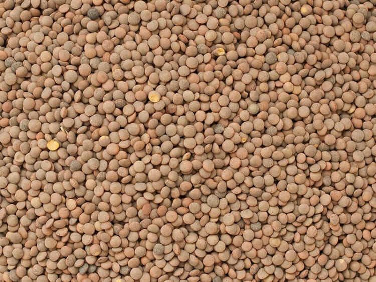 8 Lentil Types to Discover for a True Taste