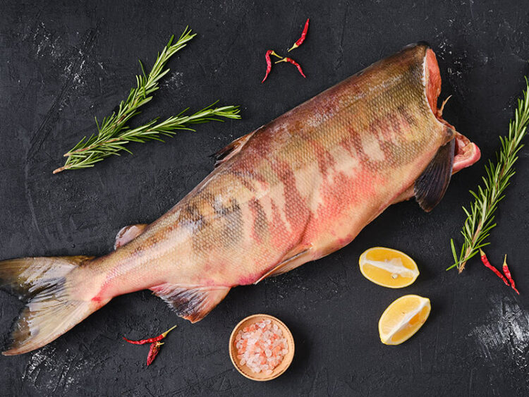 7 Types of Salmon to Enjoy for an Authentic Taste