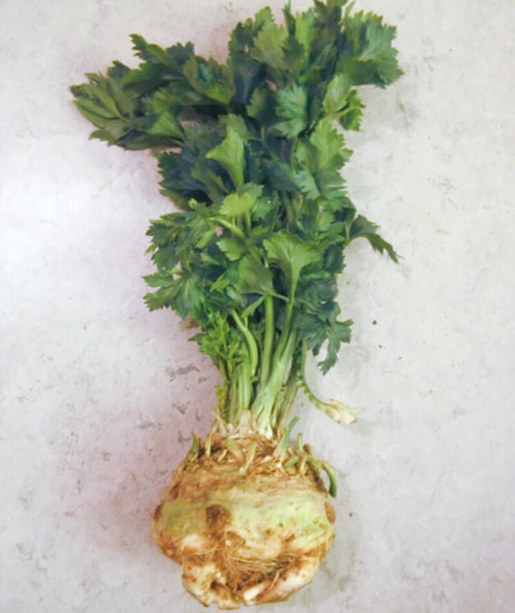 15 Celery Varieties: Detailed Guide to Explore