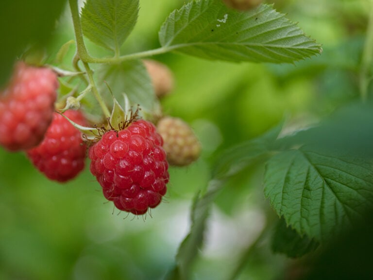 21 Types of Raspberries to Discover and Savor in 2024