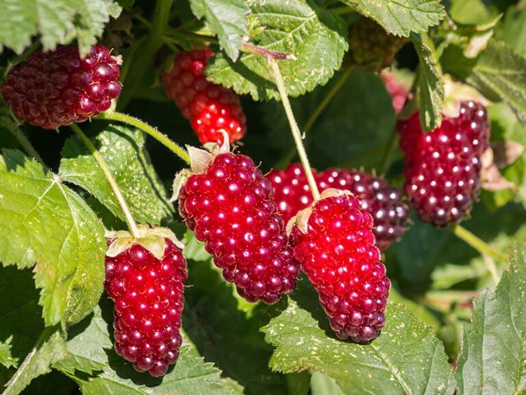 21 Types of Raspberries to Discover and Savor in 2024