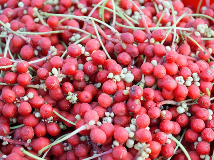 12+ Must-Try Korean Fruits for a Taste of Korea