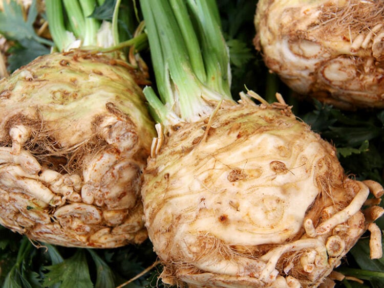 15 Celery Varieties: Detailed Guide to Explore