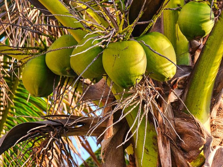 18 Types of Coconuts for a Tropical Taste
