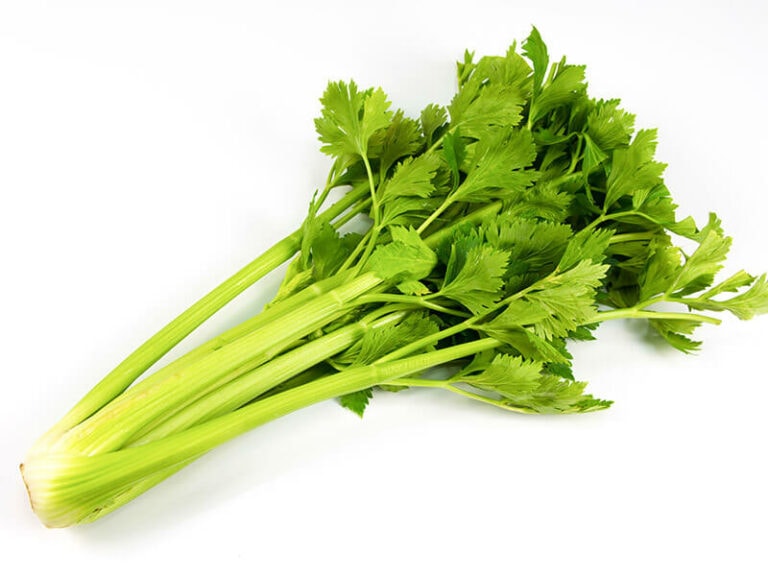 15 Celery Varieties: Detailed Guide to Explore