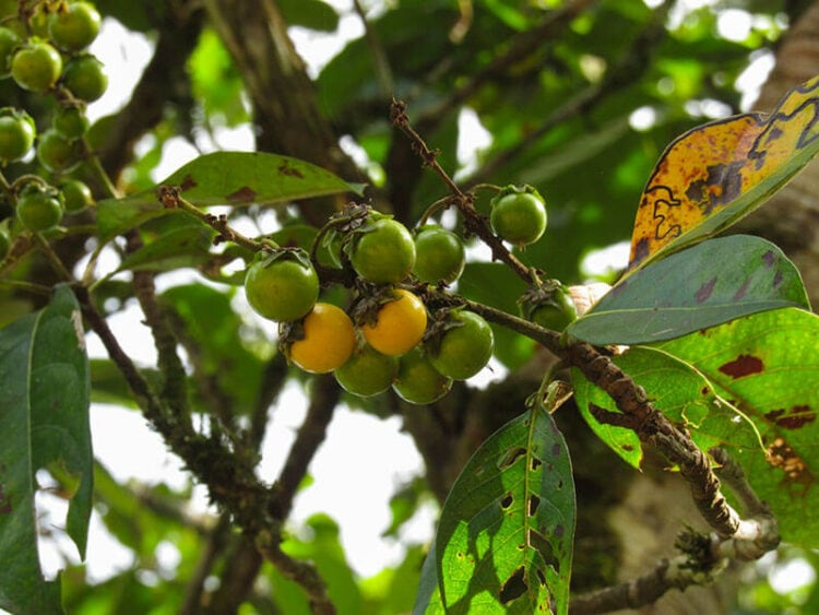 20+ Mexican Fruits to Add to Your Diet