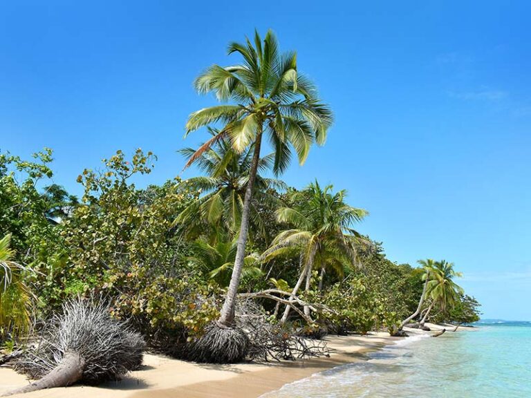 18 Types of Coconuts for a Tropical Taste