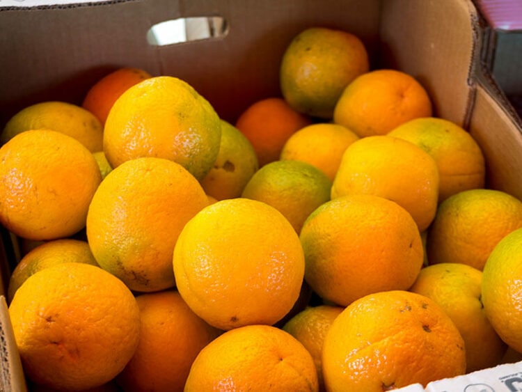 17 Different Types Of Oranges To Make Your Mouth Water 2023