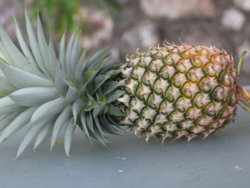 31 Different Types Of Pineapple You Must Taste In 2023