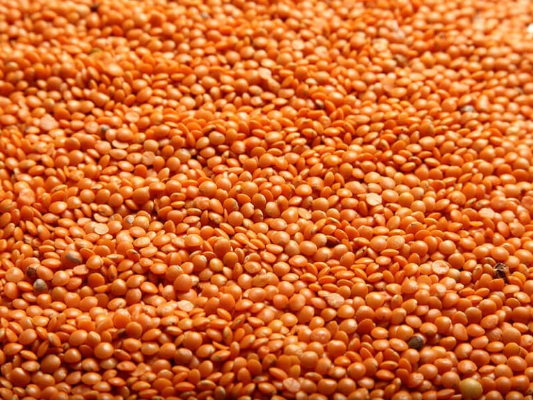 8 Lentil Types to Discover for a True Taste