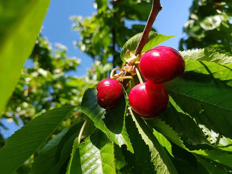 30 Cherry Varieties: A Comprehensive Guide