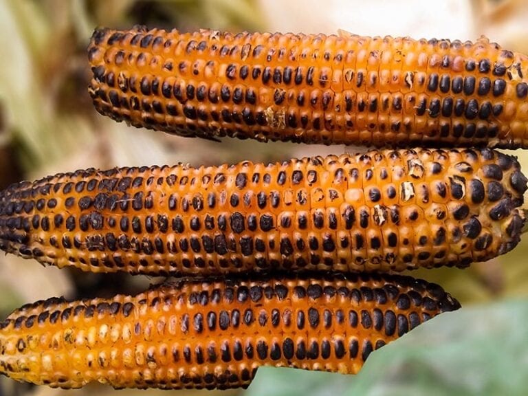 21 Hearty Zambian Foods You Can't Miss