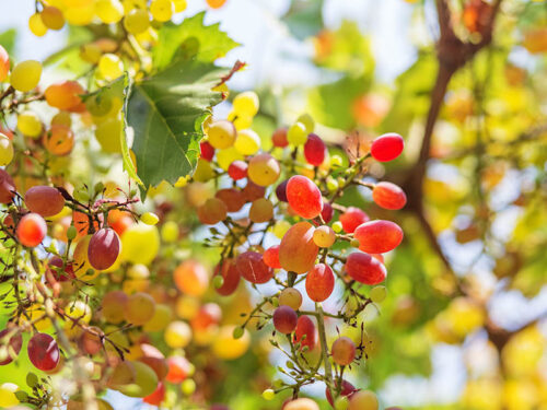 27 Grape Varieties for Dining and Winemaking