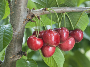 30 Cherry Varieties: A Comprehensive Guide