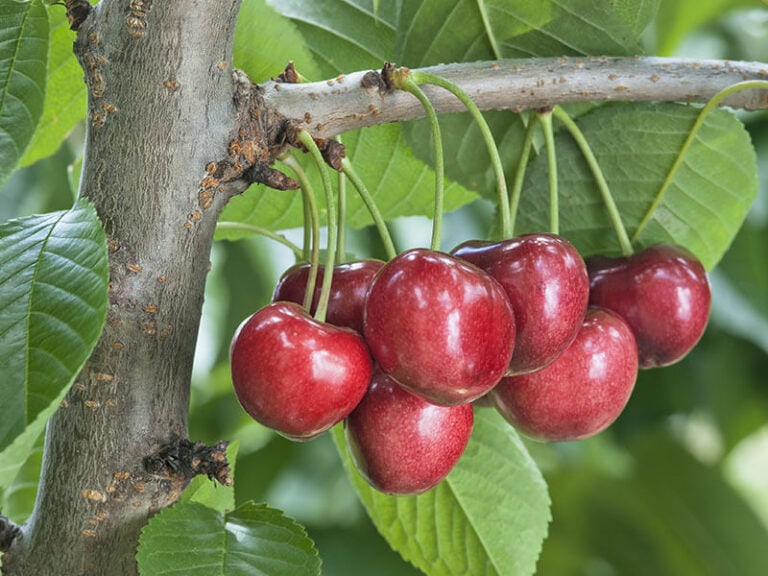 30 Cherry Varieties: A Comprehensive Guide