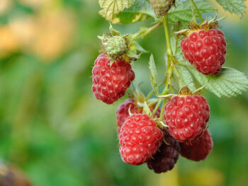 21 Different Types Of Raspberries To Open Your Mind 2022