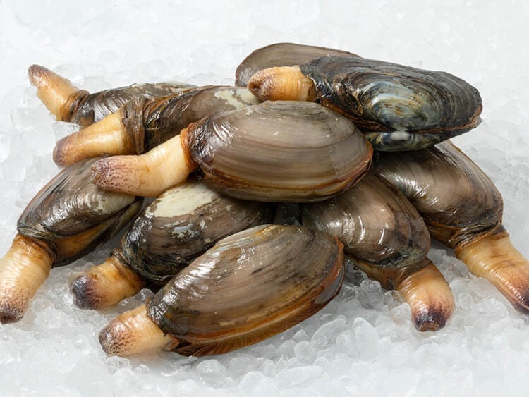 A Complete Guide to 15 Clam Varieties