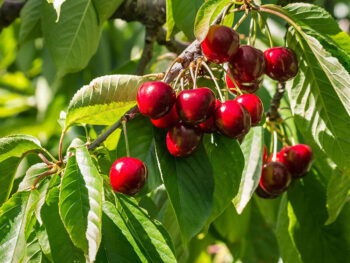 30 Cherry Varieties: A Comprehensive Guide