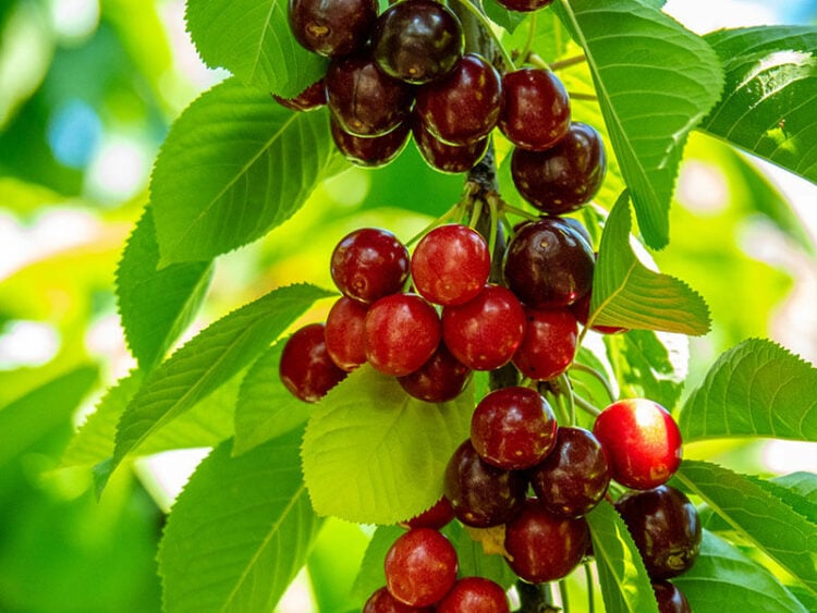 30 Cherry Varieties: A Comprehensive Guide