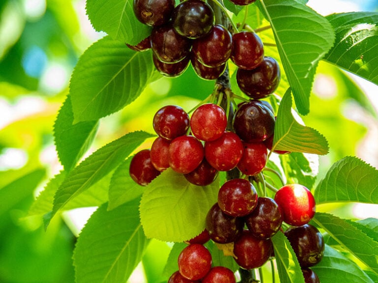 30 Cherry Varieties: A Comprehensive Guide for 2024
