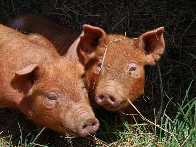 English Bacon vs. American Bacon: What Sets Them Apart