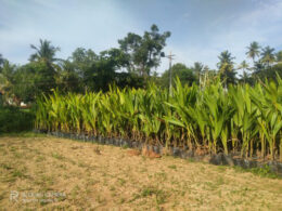 18 Types of Coconuts for a Tropical Taste