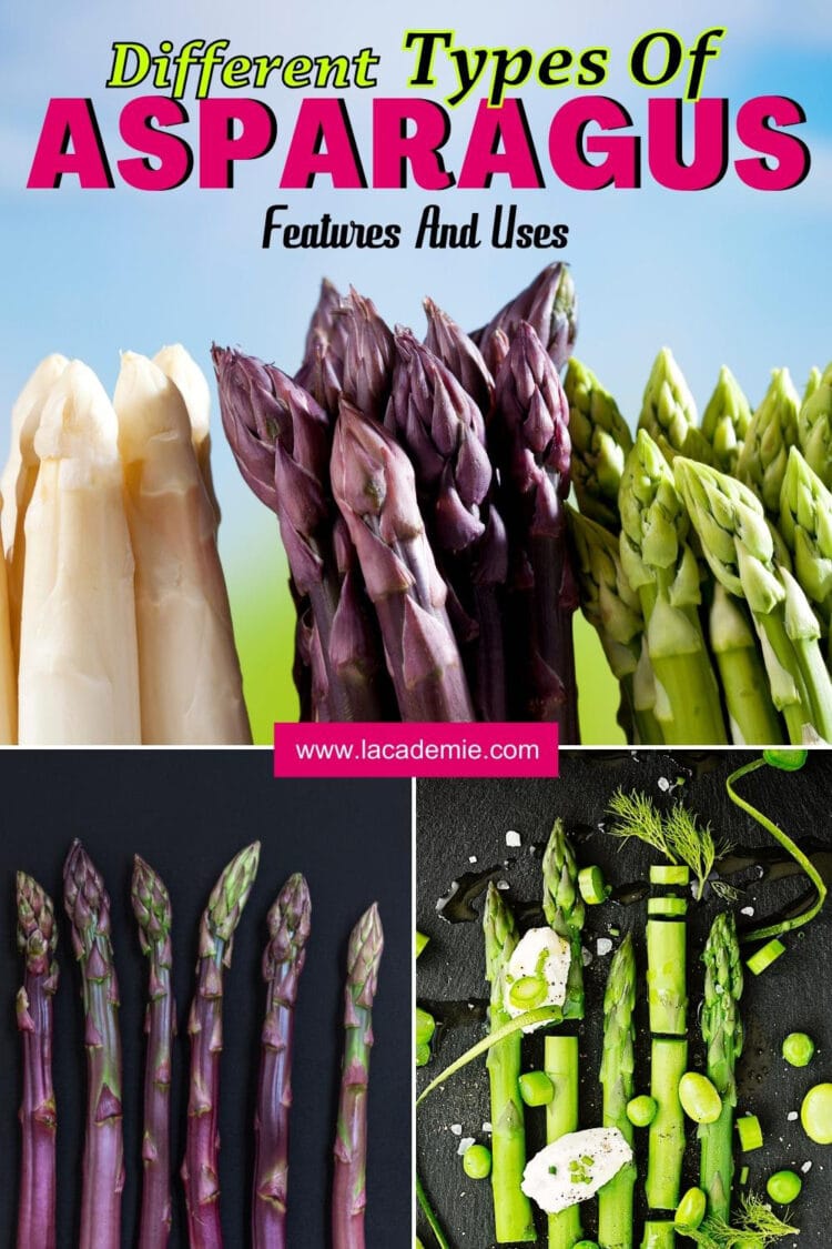 15 Types of Asparagus Varieties for a Gourmet Experience