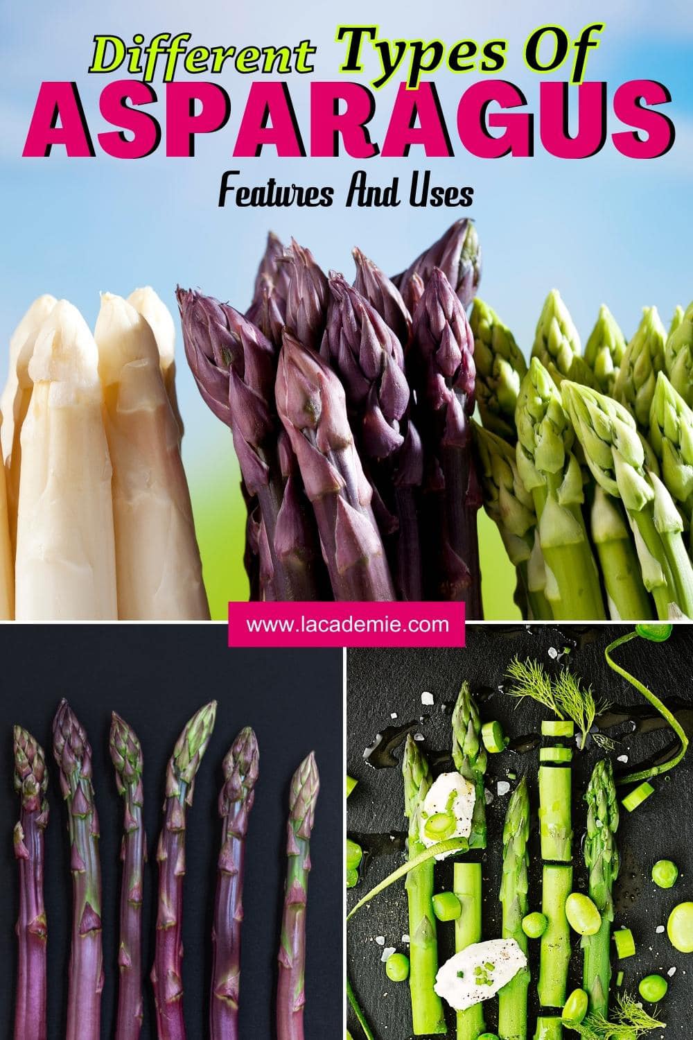 15 Types of Asparagus Varieties for a Gourmet Experience