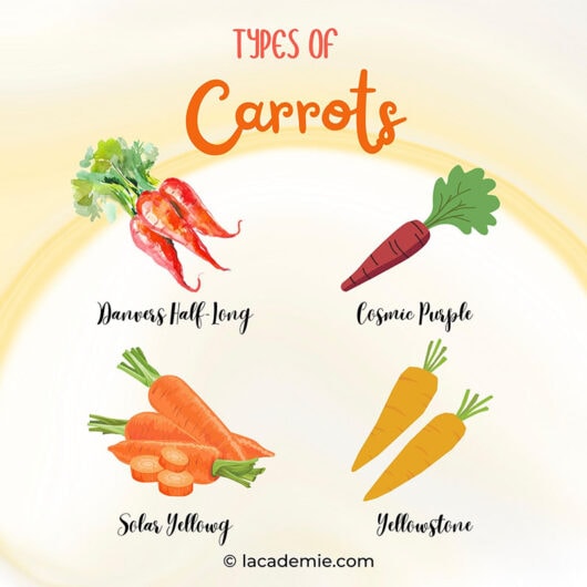 45 Types of Carrots to Add to Your Menu