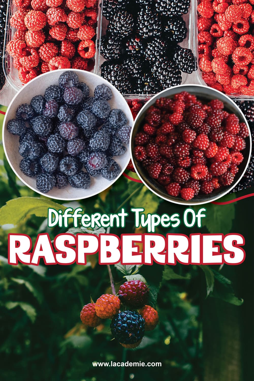 21 Types of Raspberries to Discover and Savor in 2024