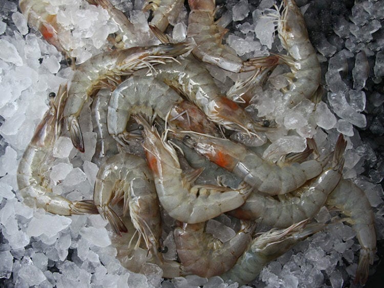 18 Types of Shrimp to Enjoy for Real Flavors