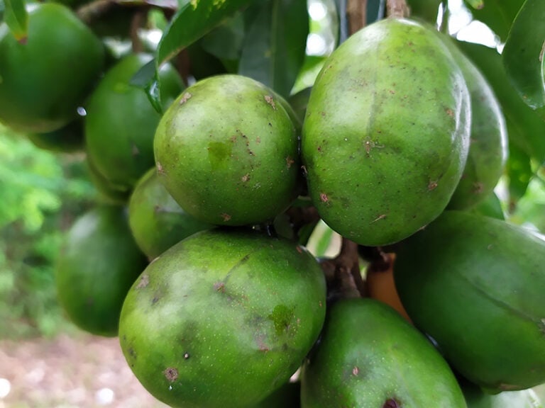 21+ Tasty Indian Fruits to Explore