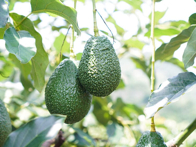 23 Cuban Fruits to Add to Your Must-Try List