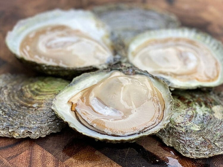 14 Fascinating Oyster Varieties and Facts