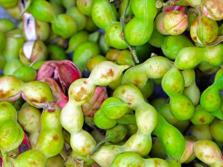 21+ Tasty Indian Fruits to Explore