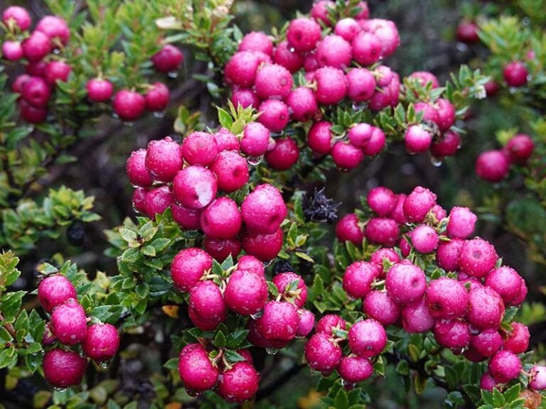 19 Tasty Chilean Fruits to Discover
