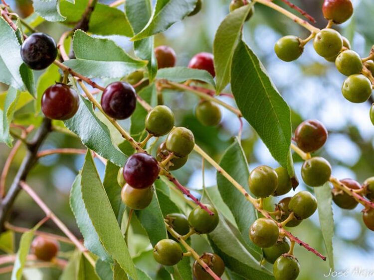 20+ Best Peruvian Fruits You Should Not Neglect