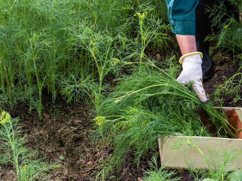 Top Methods for Storing Fresh Dill at Home