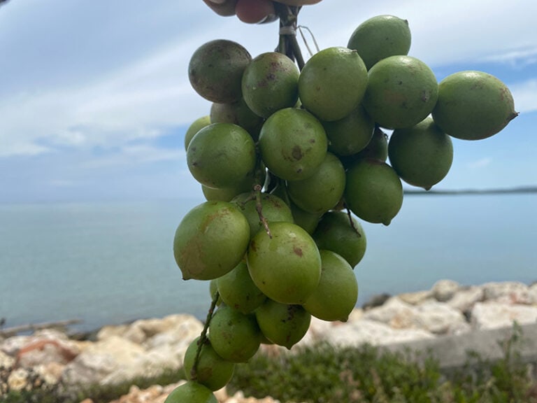 10+ Juicy and Famous Haitian Fruits to Savor