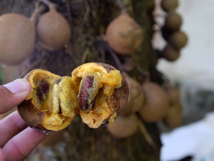 22 Fruits That Start With K: A Comprehensive Guide