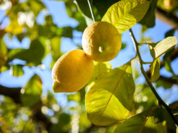 10+ Must-Try Greek Fruits for a Taste of the Mediterranean